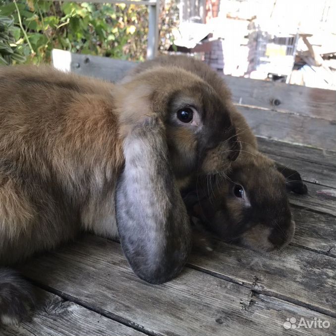 Французский баран