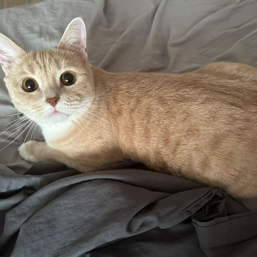 Кошка британка