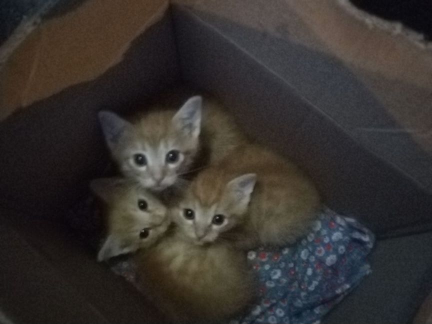 Котята прекрасные малыши