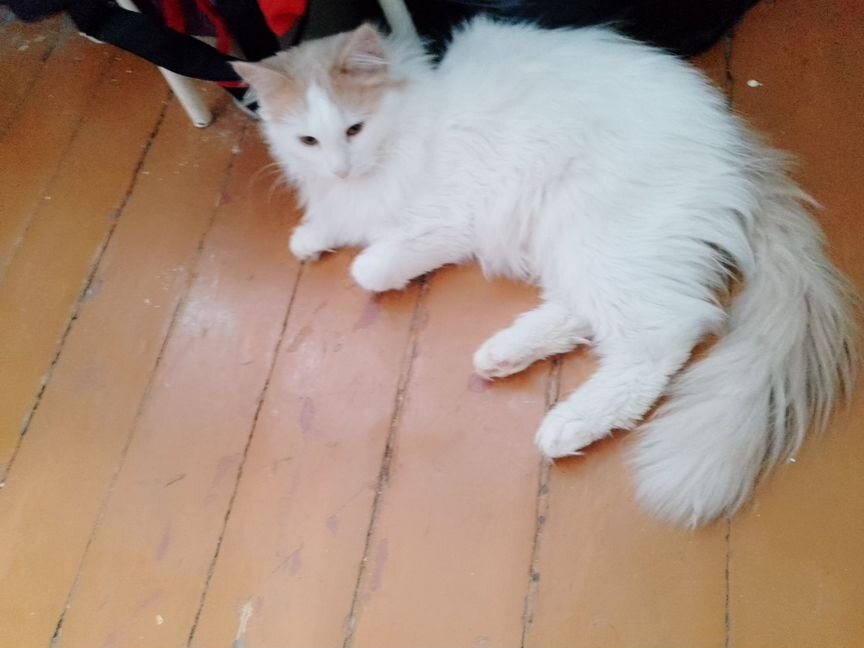 Кошка в дар бесплатно