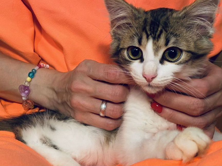 Котенок девочка 4 месяца