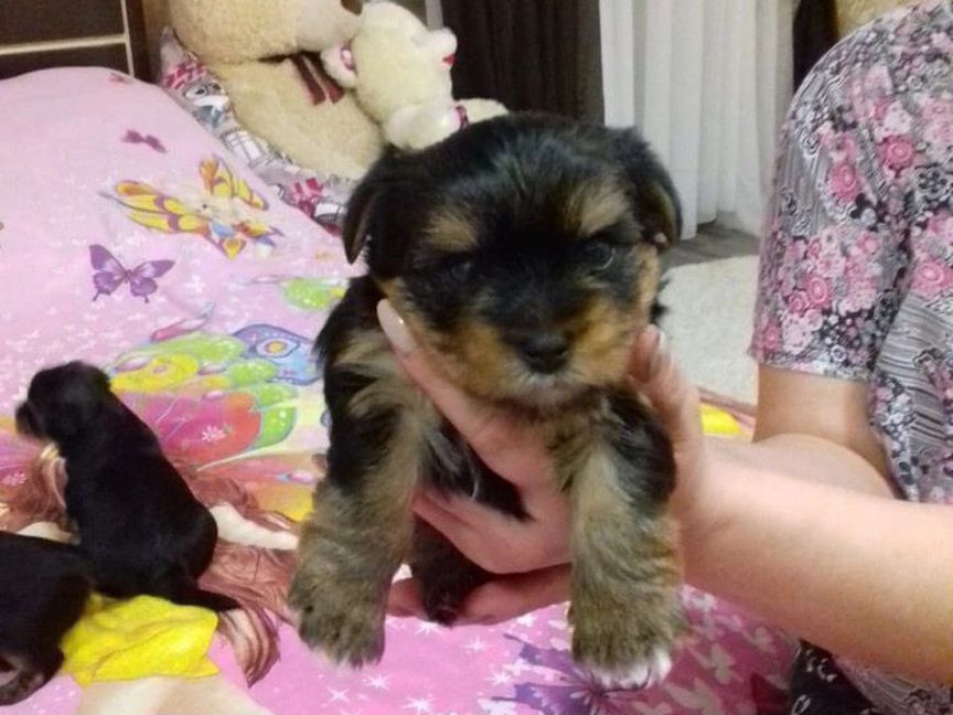 Щенки мини-шпица ищут дом