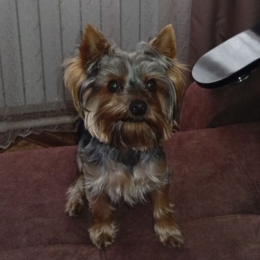 Йоркширский терьер, взрослый пёс