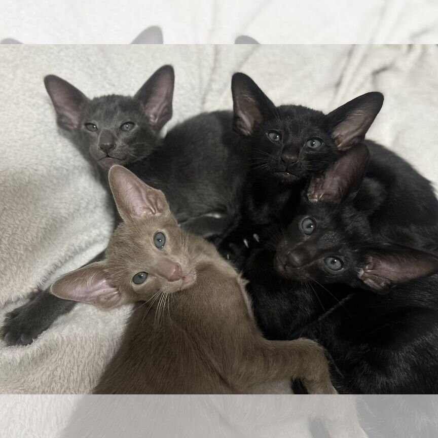 Ориентальный котёнок