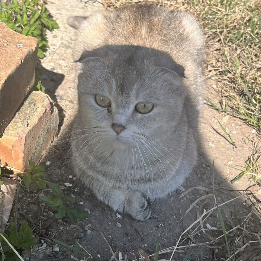 Шотландская вислоухая короткошёрстная, взрослая кошка
