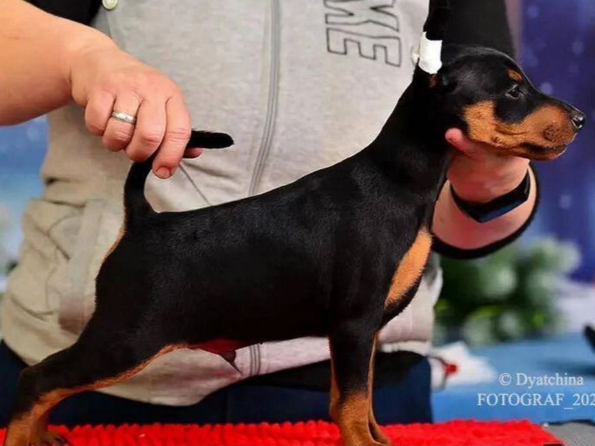 Щенки цвергпинчера Воронеж