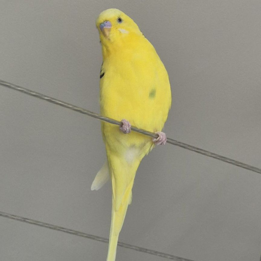 Волнистый попугай с клеткой ЮЗАО