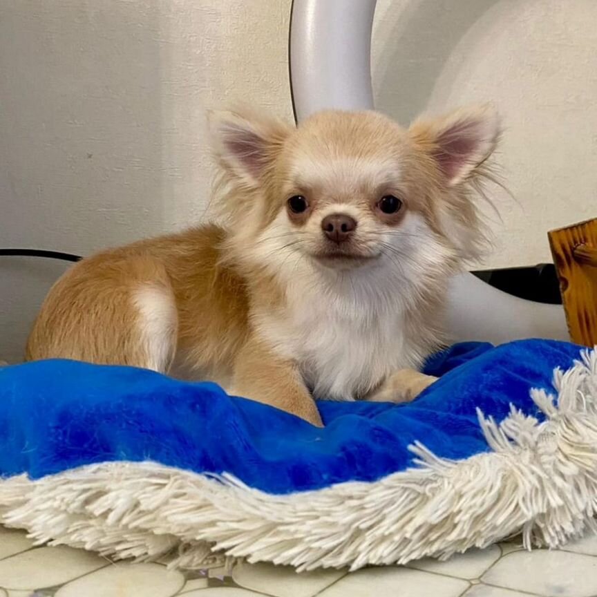 Чихуахуа Мальчик длинник