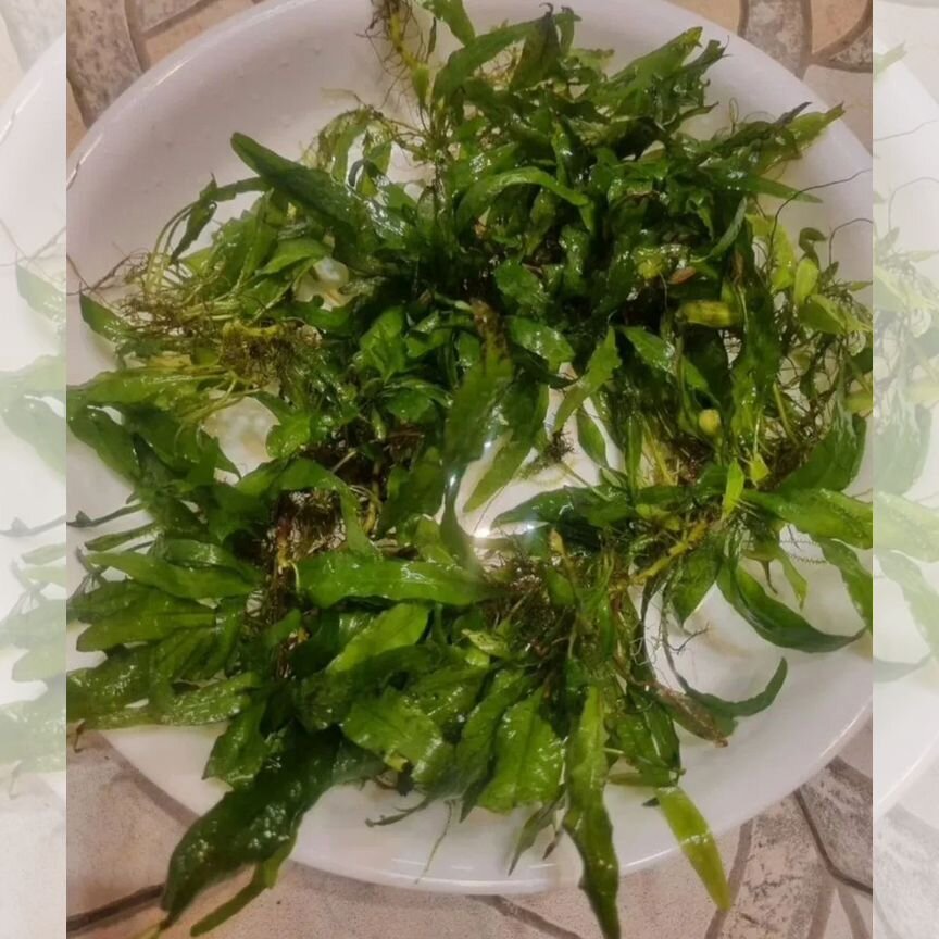 Водоросли в аквариум