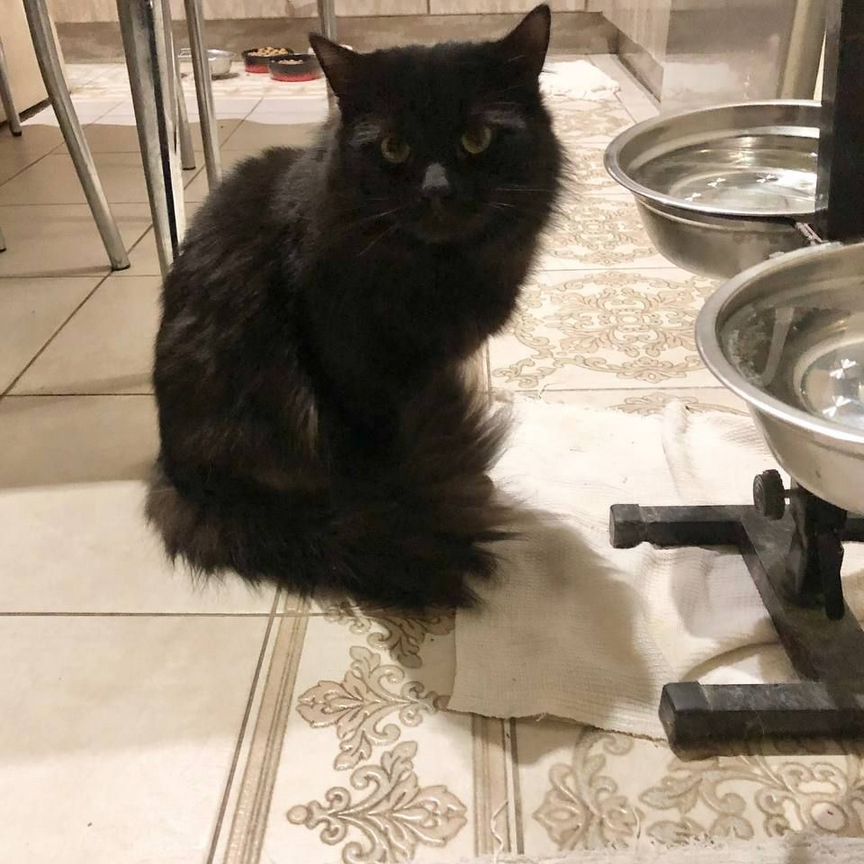 Котик в добрые руки