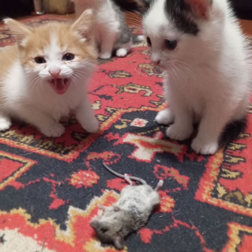 Отдам котят мышеловов в добрые руки