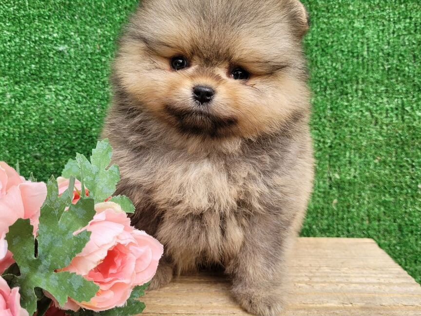 Померанский шпиц девочка