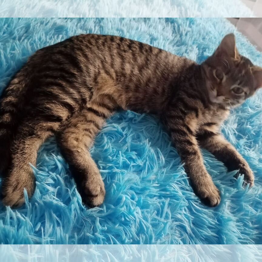 Котёнок в добрые руки