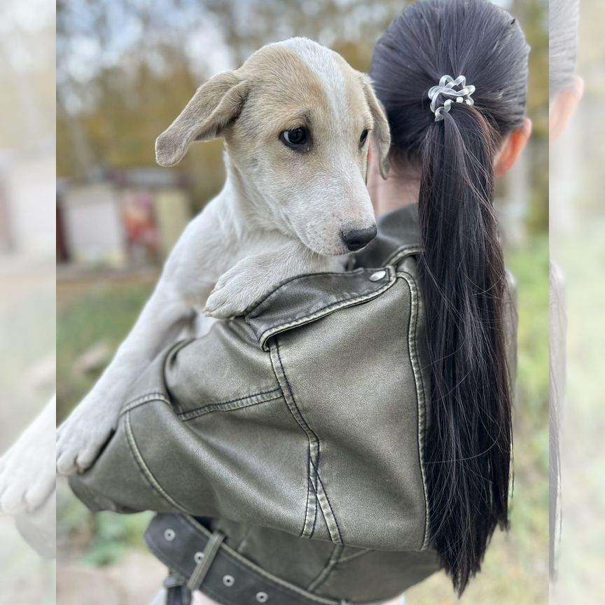 Щенок в добрые руки бесплатно