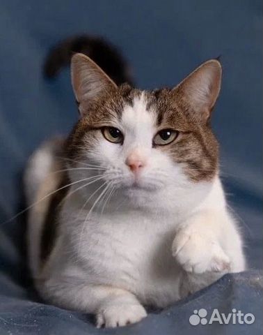 Кошка в дар
