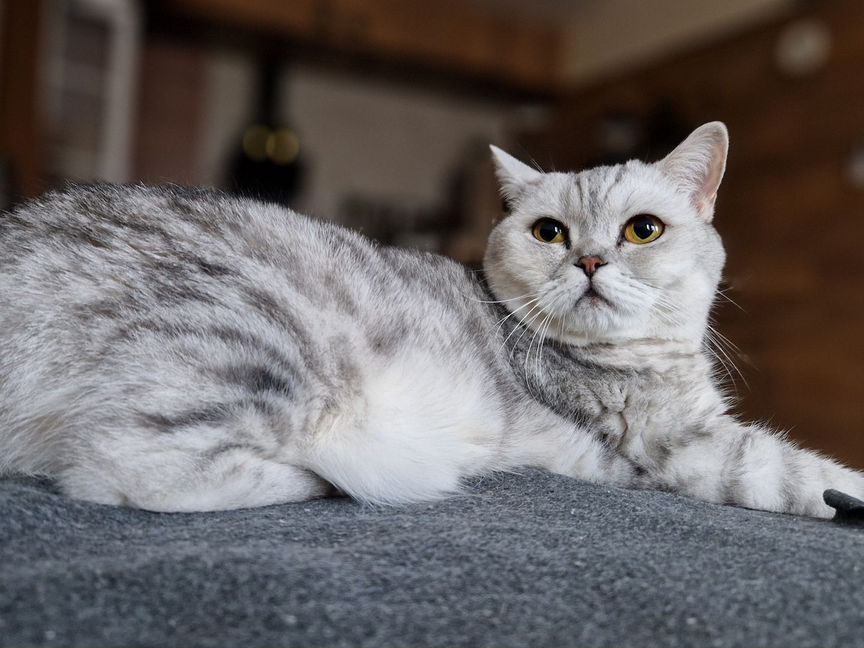 Шотландская шиншилла
