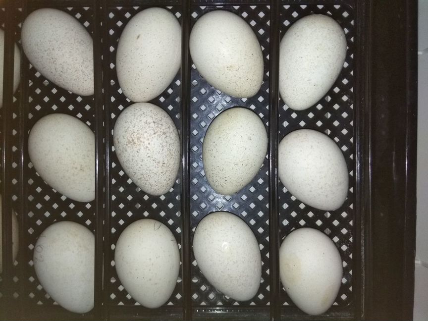 Инкубационное яйцо индейки