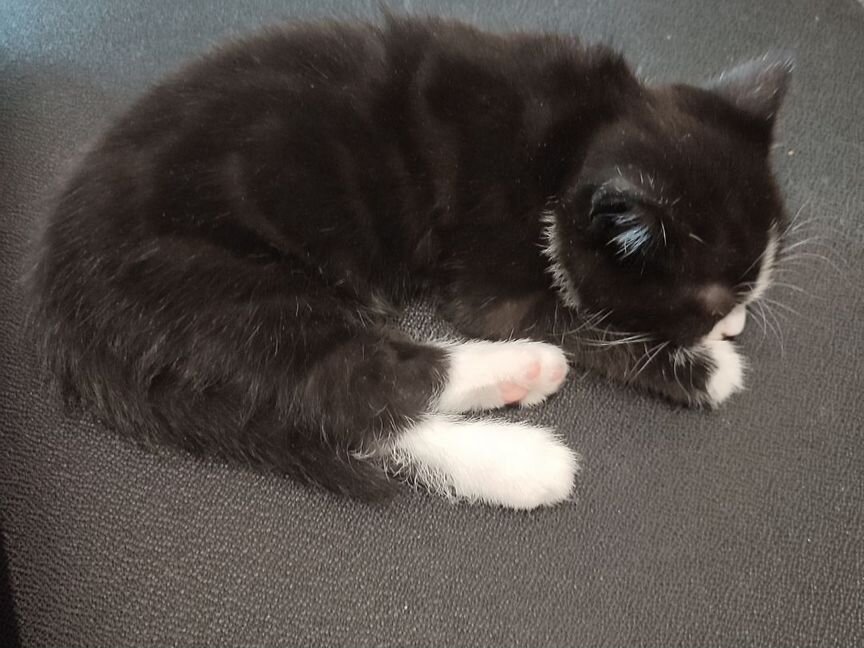 Котенок шотландской породы