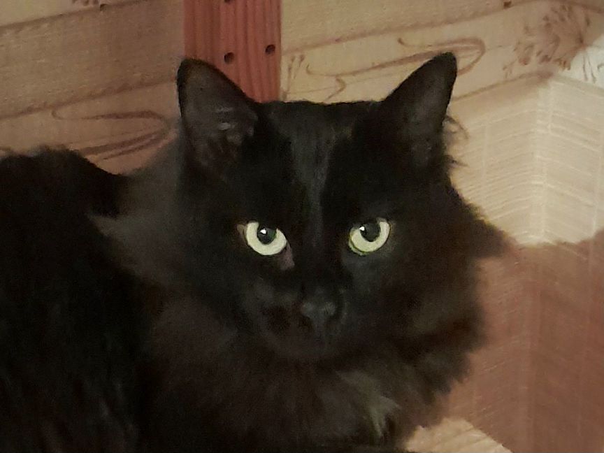 Молодой чёрный кот