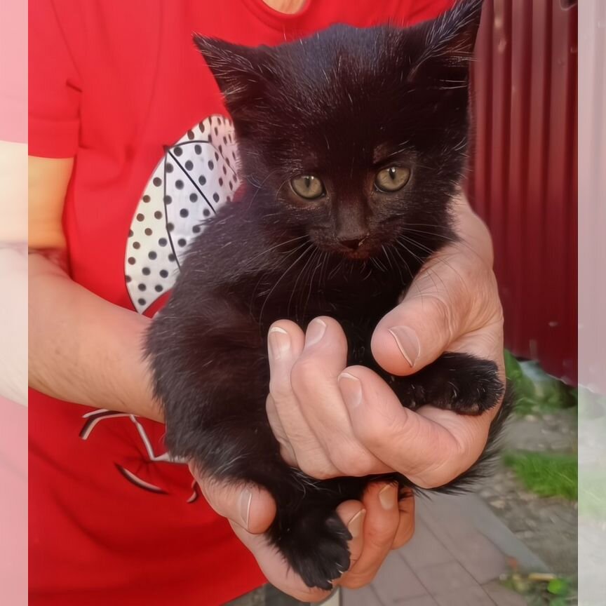 Котенок в добрые руки