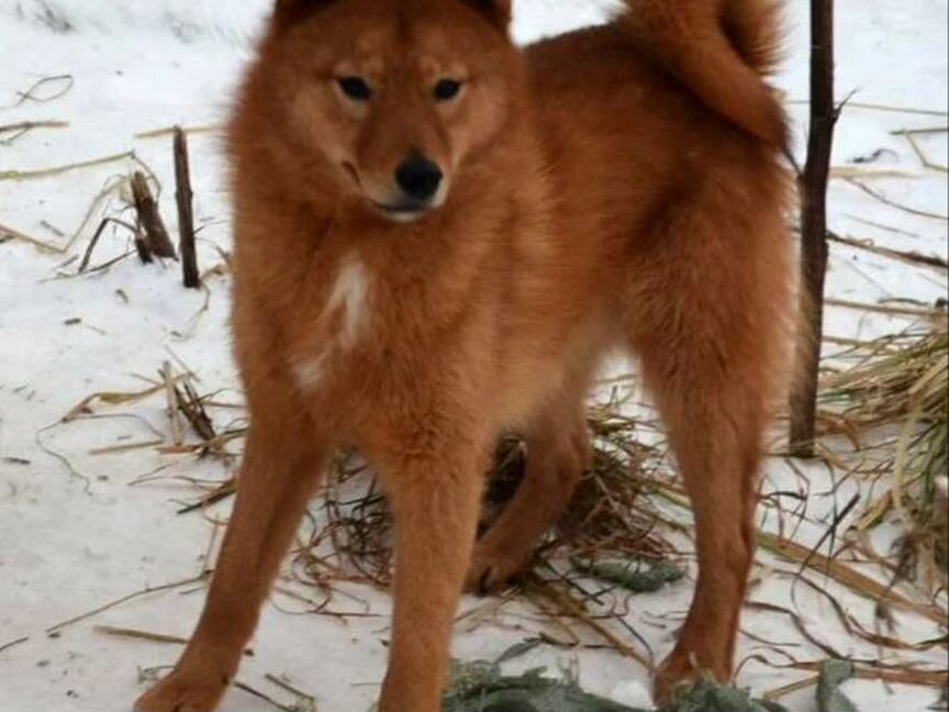 Карело финская лайка, щенки метисы бесплатно