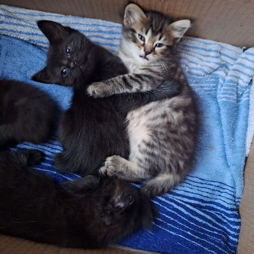 Котята отдам в добрые руки бесплатно