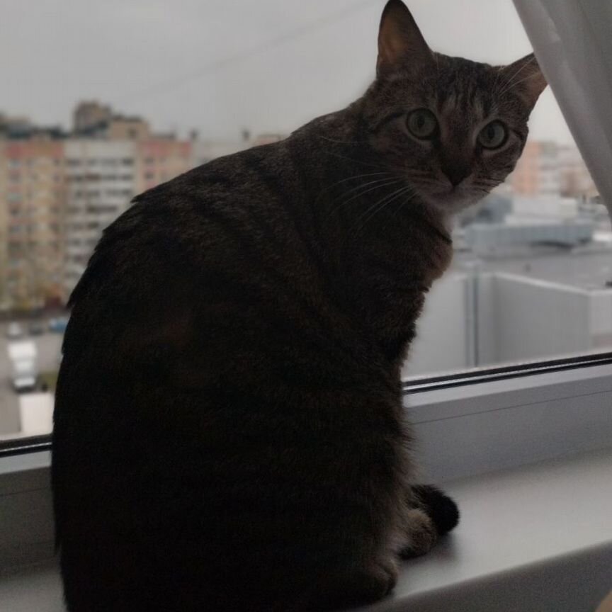 Взрослая, кошка в добрые руки