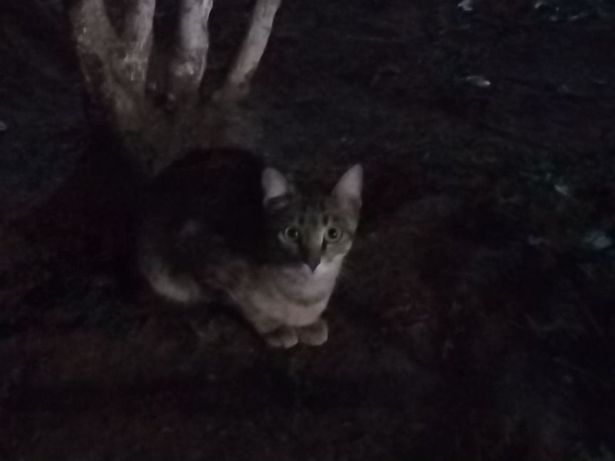 Бездомные кошки