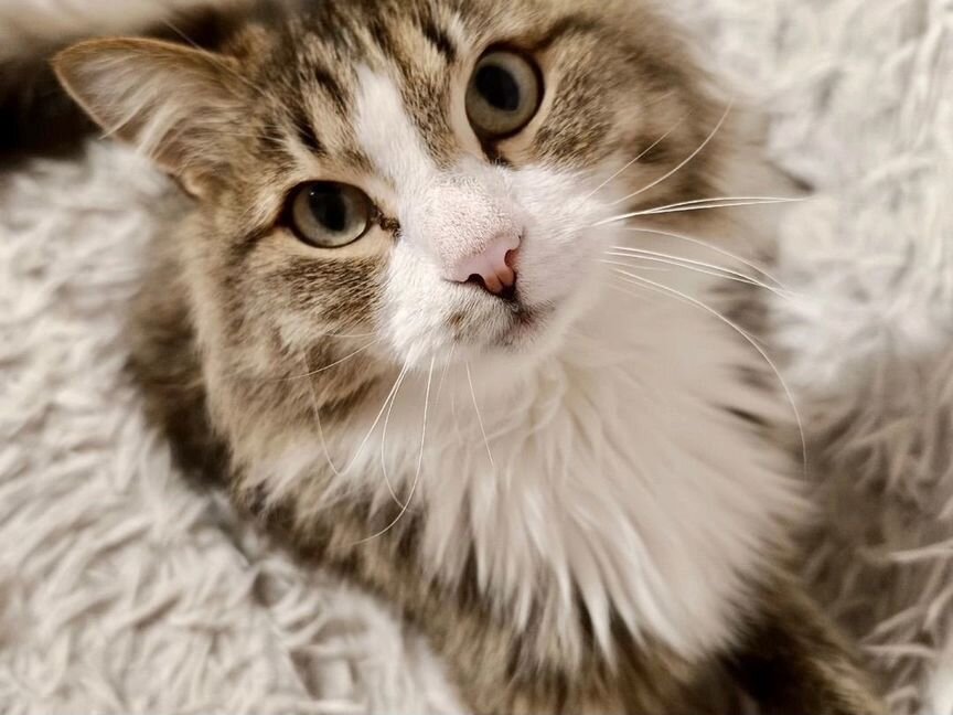 Сибирский котофей