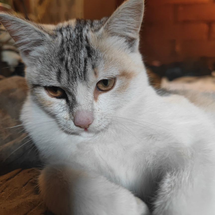 Котенок девочка котейка девочка