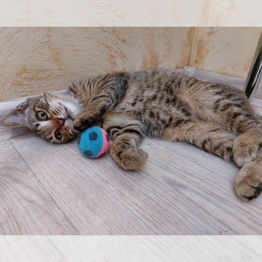 Полосатый котенок мальчик