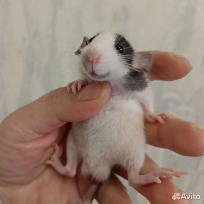 Крыса декоративная малыши