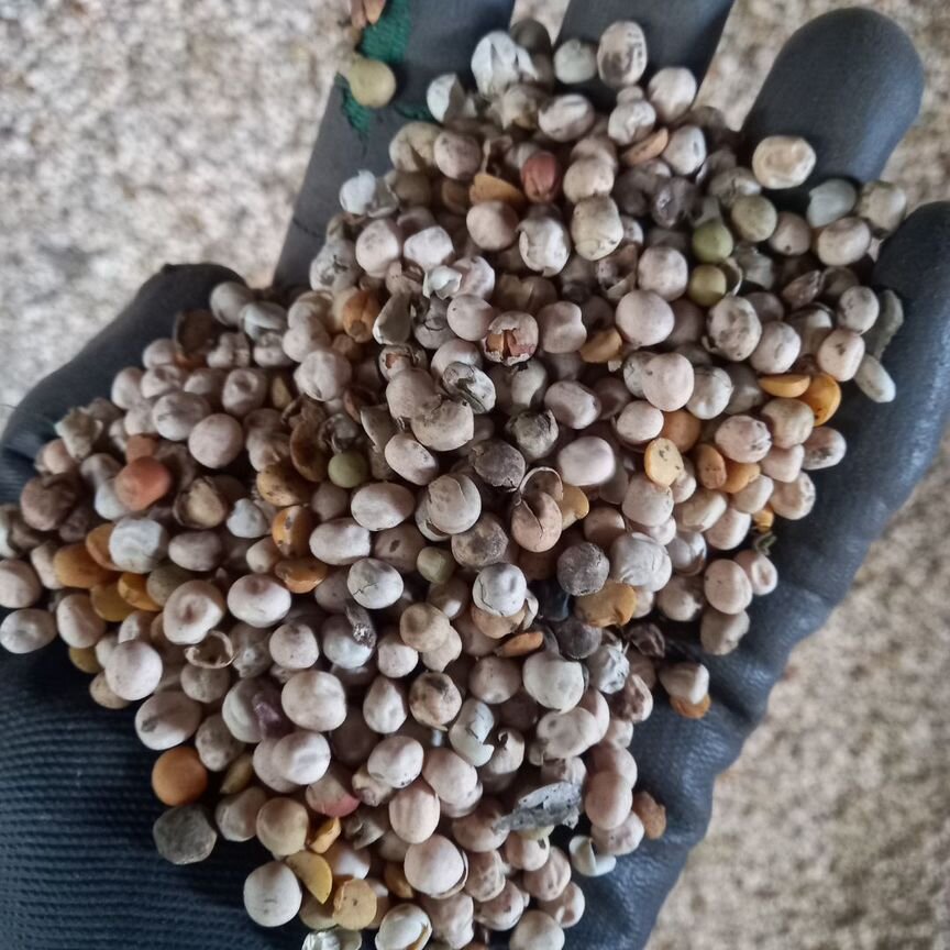 Горох от 23 тонн