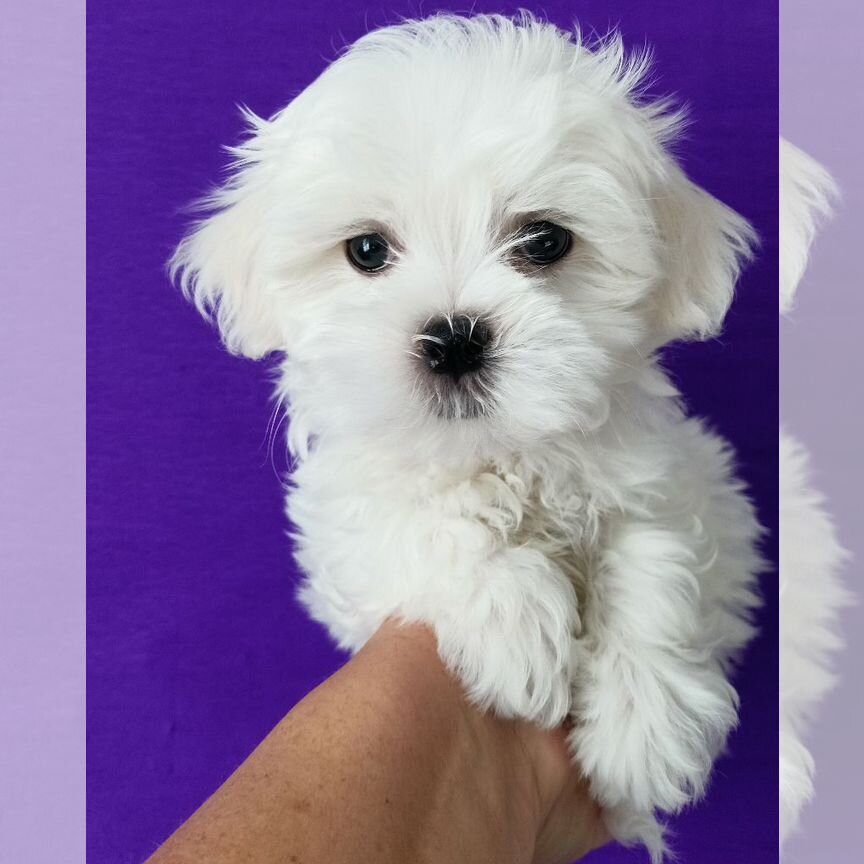 Мальтезе микро и стандарт