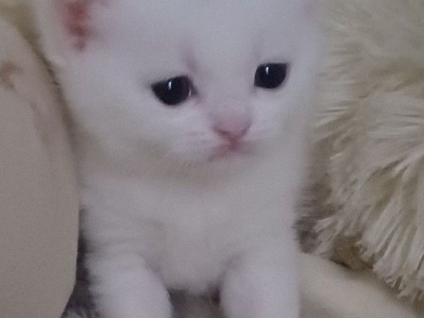 Британские котята короткошерстные