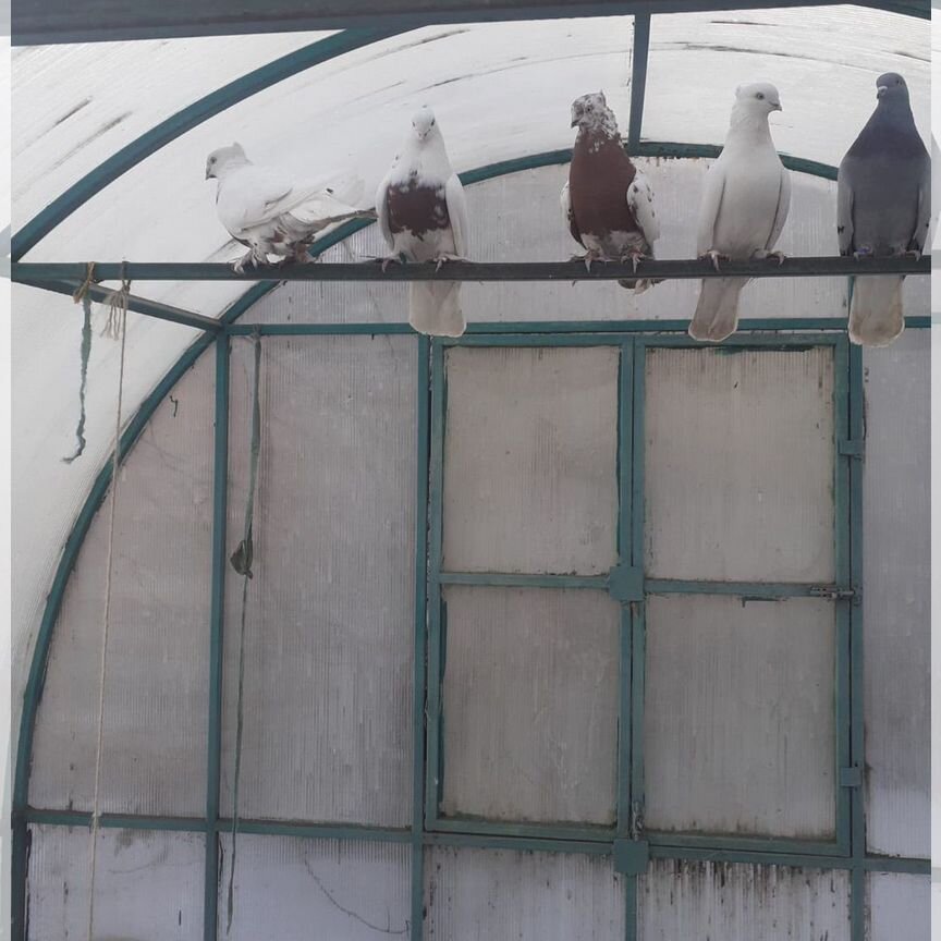 Андижанские голуби