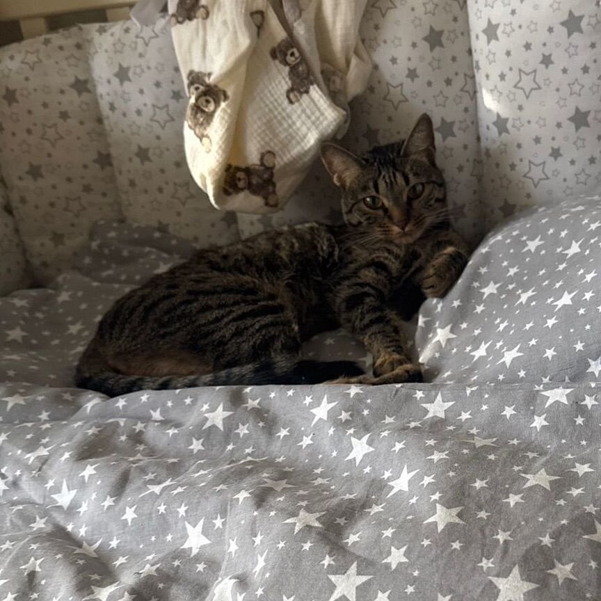 Взрослая, Девочка кошка в добрые руки