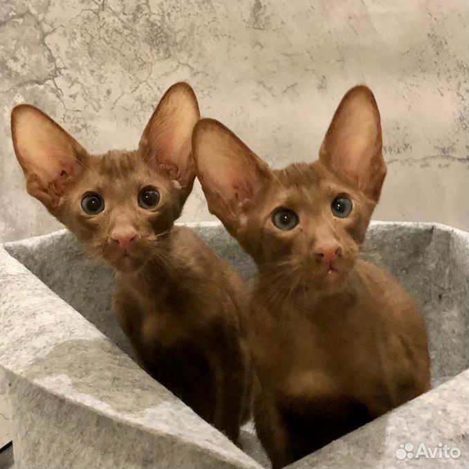 Ориентальные котята цинамон с документами