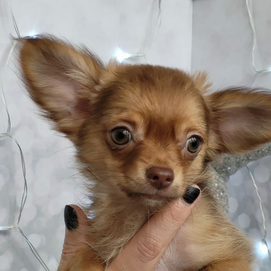 Каштановый мальчик Чихуахуа