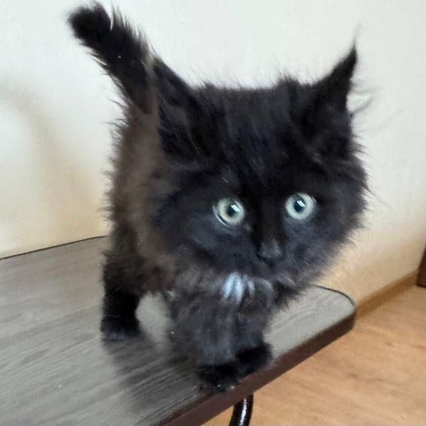 Котенок девочка