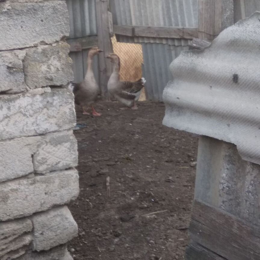 Продам семью гусей 1+2