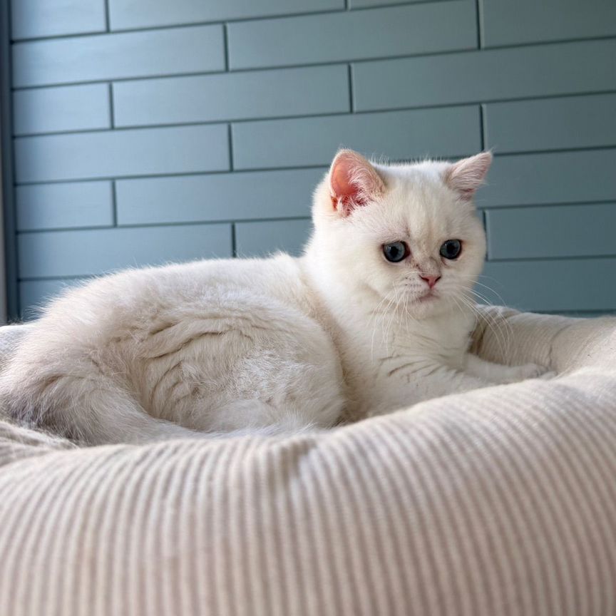 Британский короткошёрстный котёнок