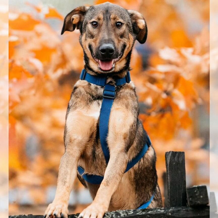 Взрослый пёс в добрые руки