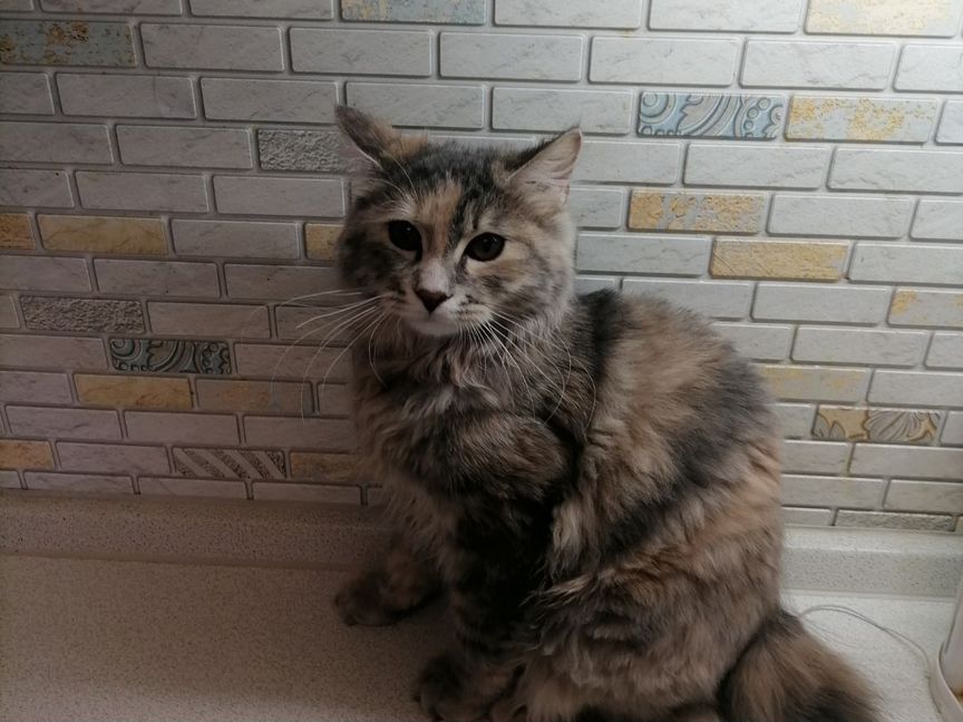 Кошки, котята, курильский бобтейл