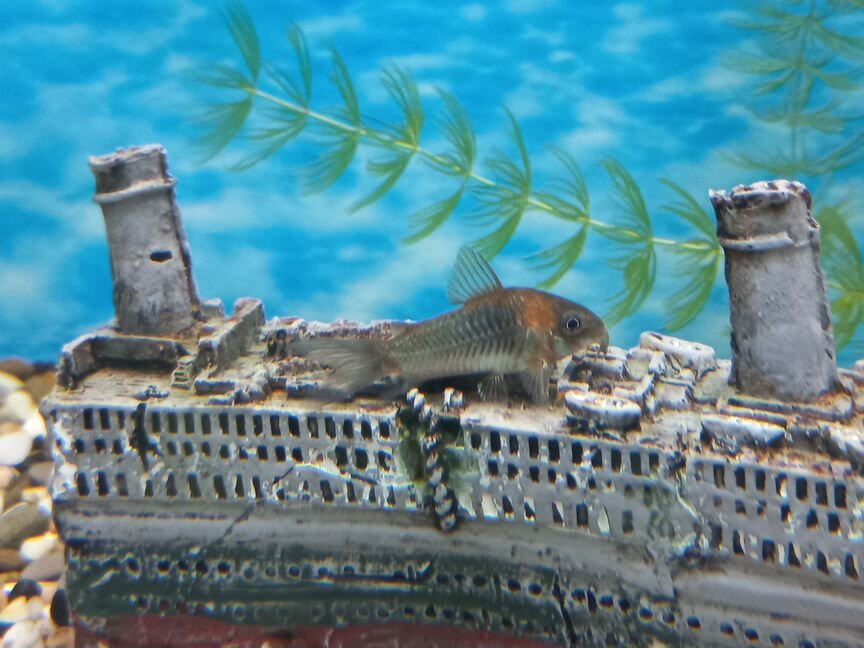 Отдам бесплатно рыбок и улиток