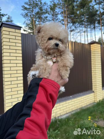 Микро micro тикап мальтипу импорт Китай