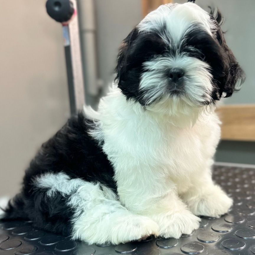 Ши-тцу, щенок