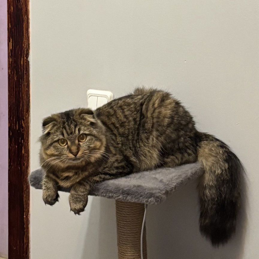 Ищем кота для кошки