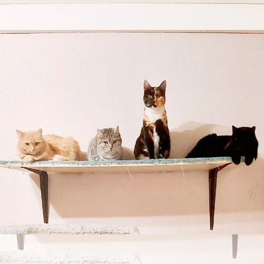 Кошки с содержанием