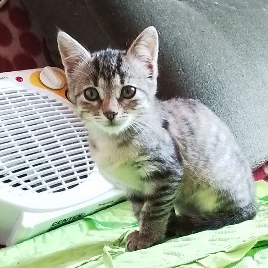 Серая малышка в добрые руки. Котенок - девочка